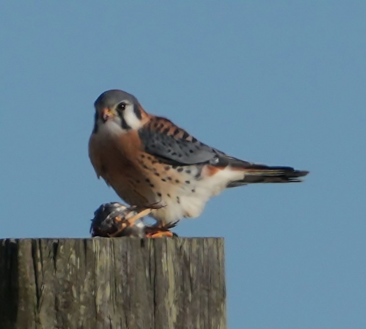 eBird Checklist - 19 Dec 2024 - Ocean Grove, NJ - 3 species