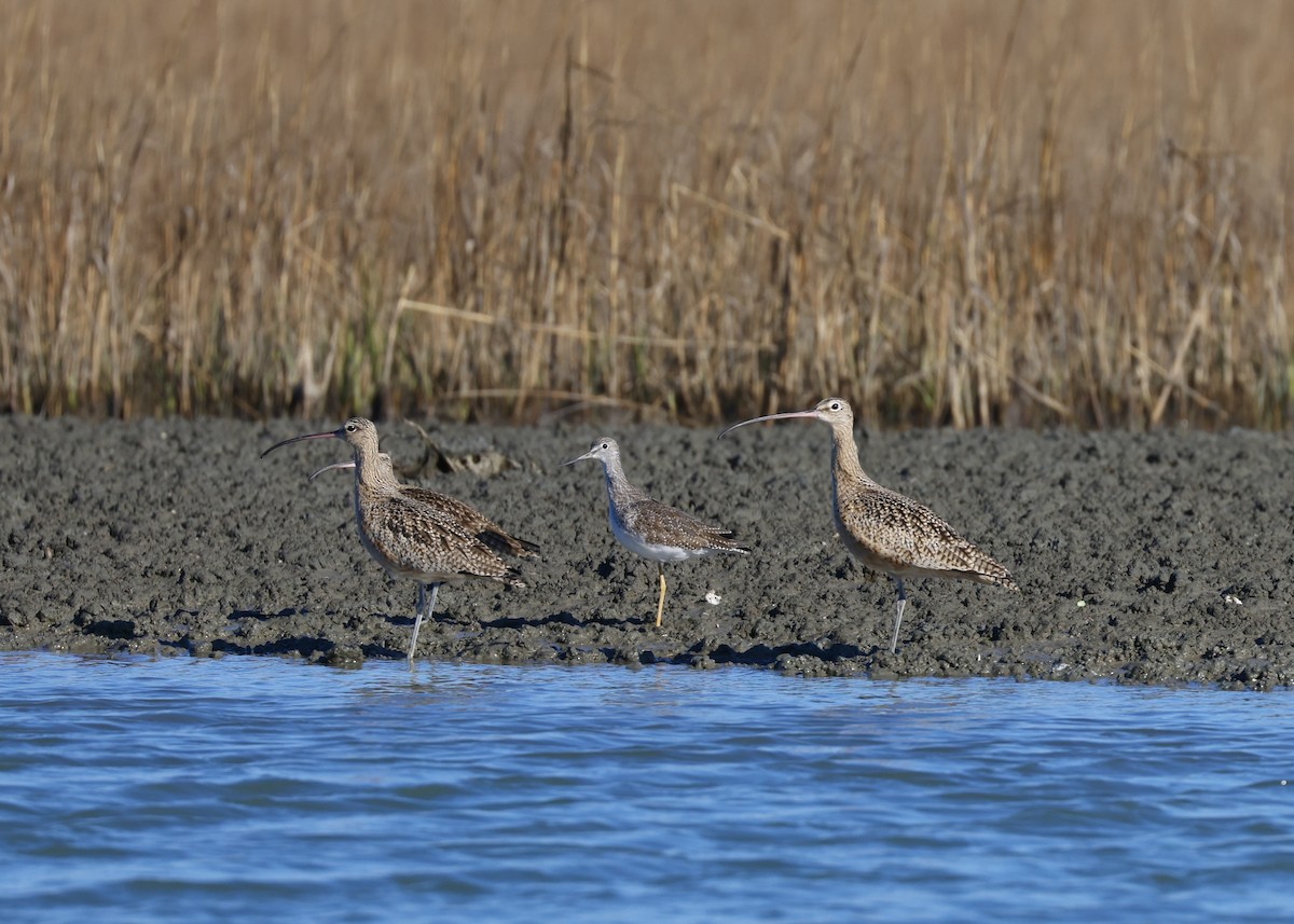 eBird Checklist - 19 Dec 2024 - Box Tree Marsh - 12 species