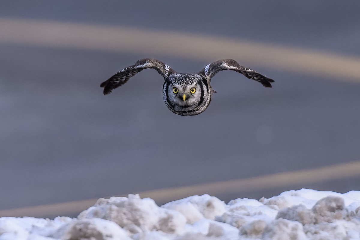 ML627743346 - Northern Hawk Owl - Macaulay Library