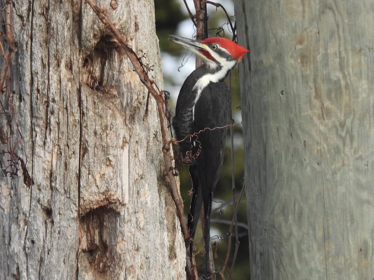 eBird Checklist - 19 Dec 2024 - The Fields, Fredericton, NB - 4 species