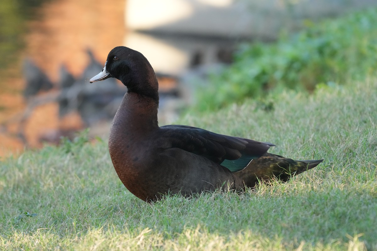 eBird Checklist - 19 Dec 2024 - Arsenal Park, Baton Rouge US-LA 30. ...