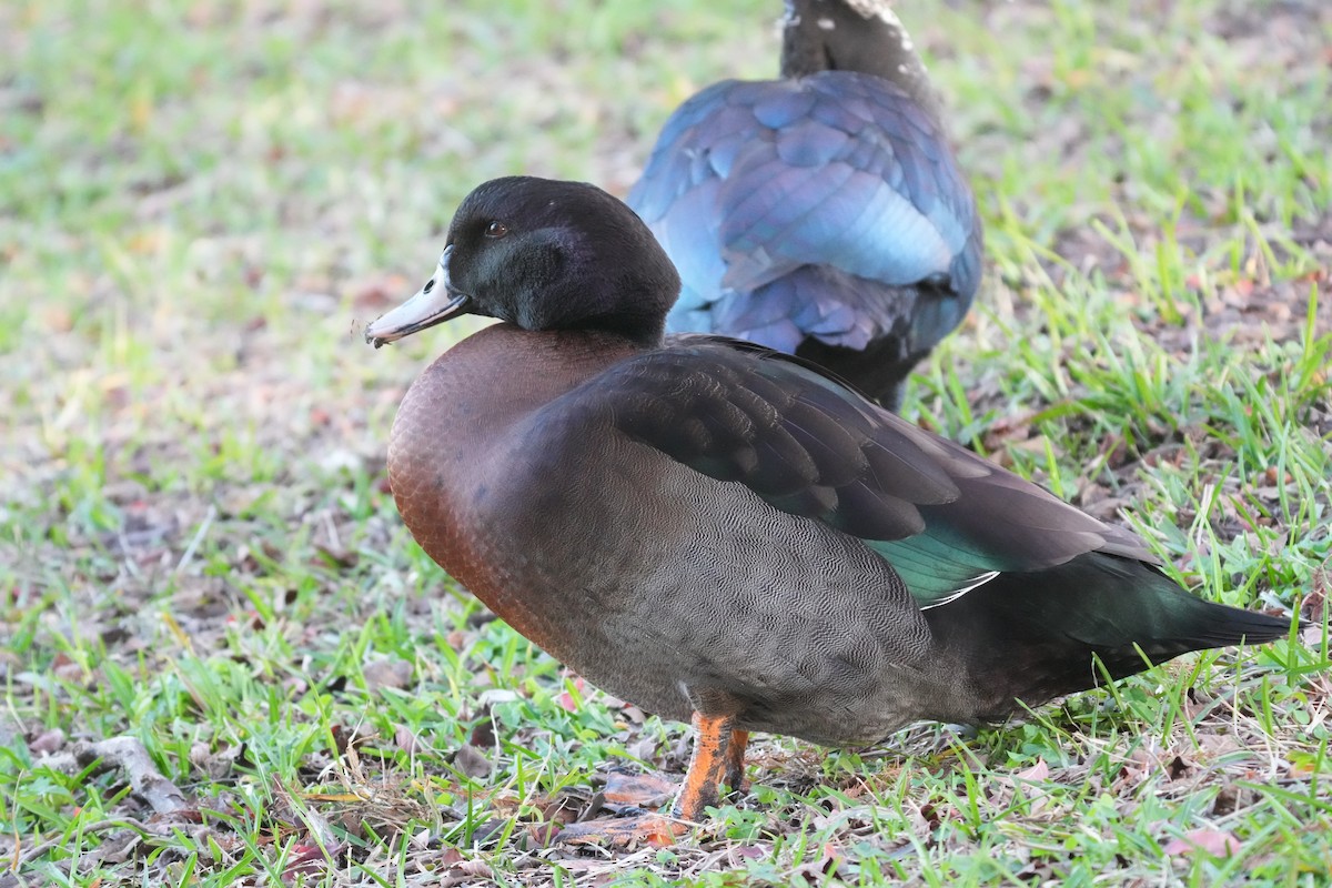 ML627746380 - Muscovy Duck x Mallard (hybrid) - Macaulay Library