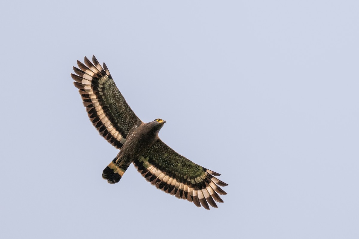 ML627747290 - Crested Serpent-Eagle (Crested) - Macaulay Library