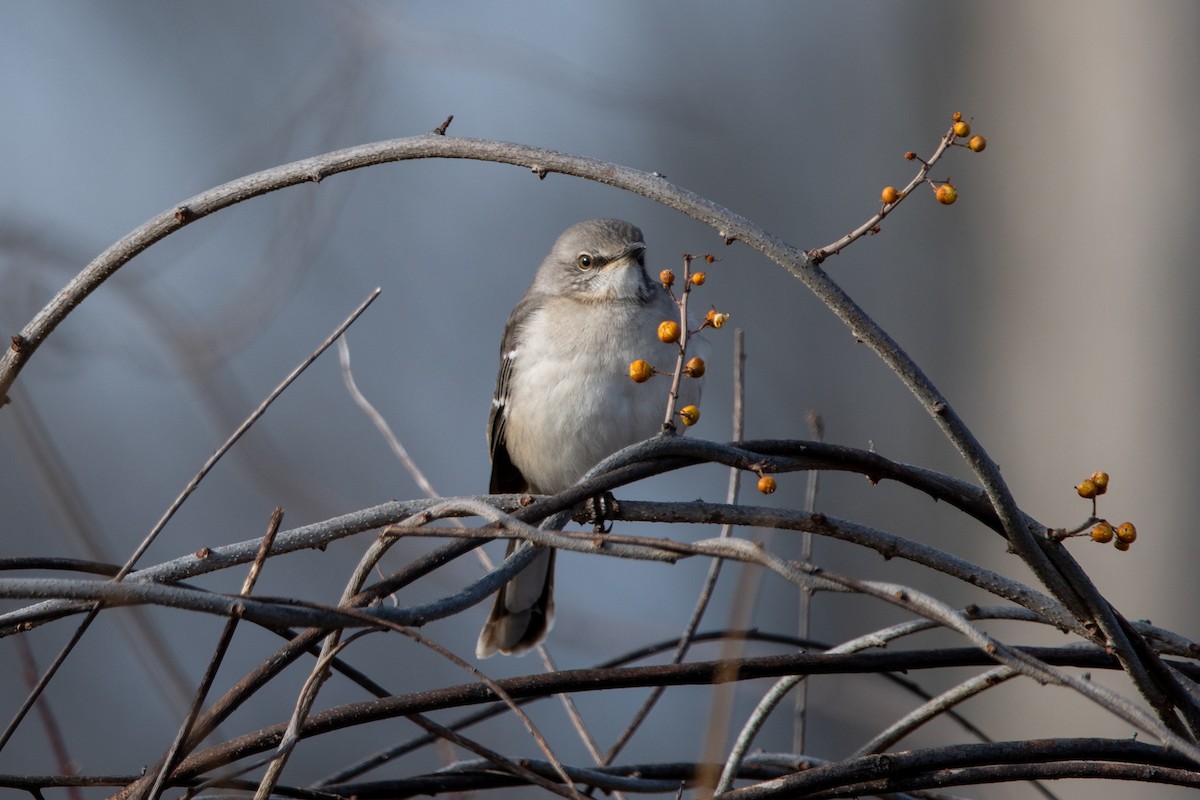 Pennsylvania Bird Atlas Checklist - 19 Dec 2024 - 1829 Girl Scout Road, Denver, Pennsylvania, US ...