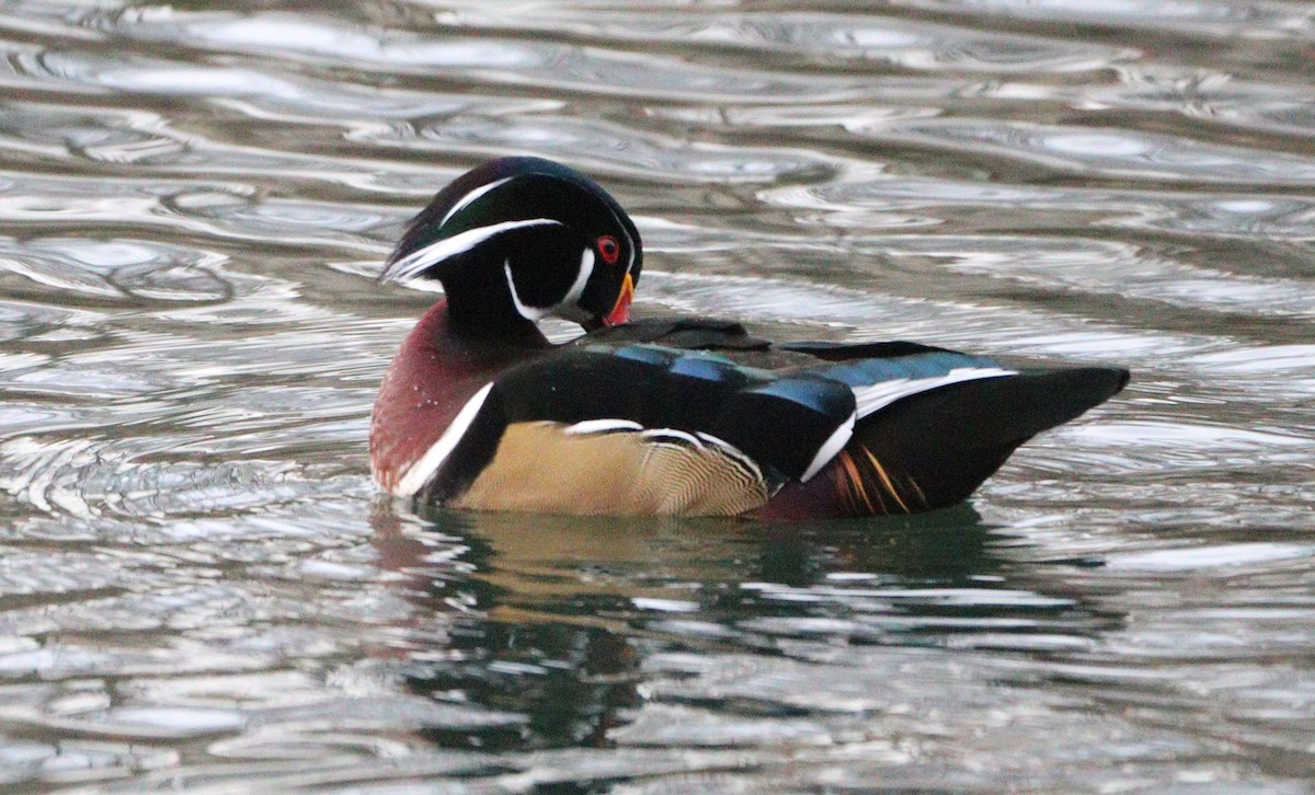 ML627749605 - Wood Duck - Macaulay Library