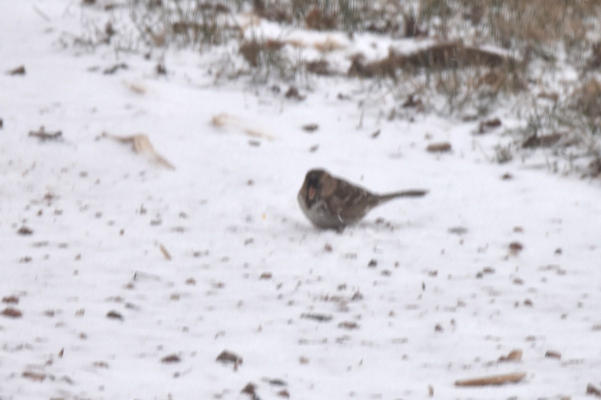 eBird Checklist - 19 Dec 2024 - Robin Road - 11 species