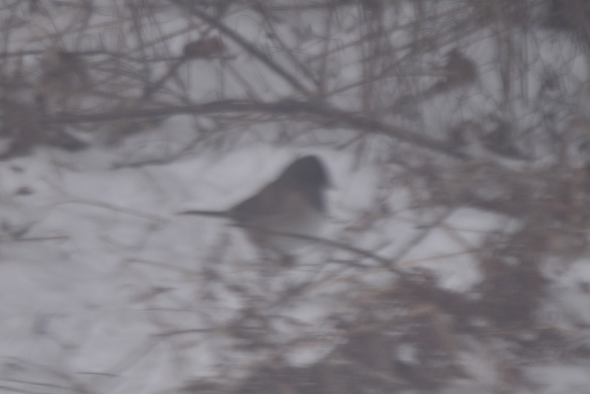 eBird Checklist - 19 Dec 2024 - Robin Road - 17 species (+1 other taxa)