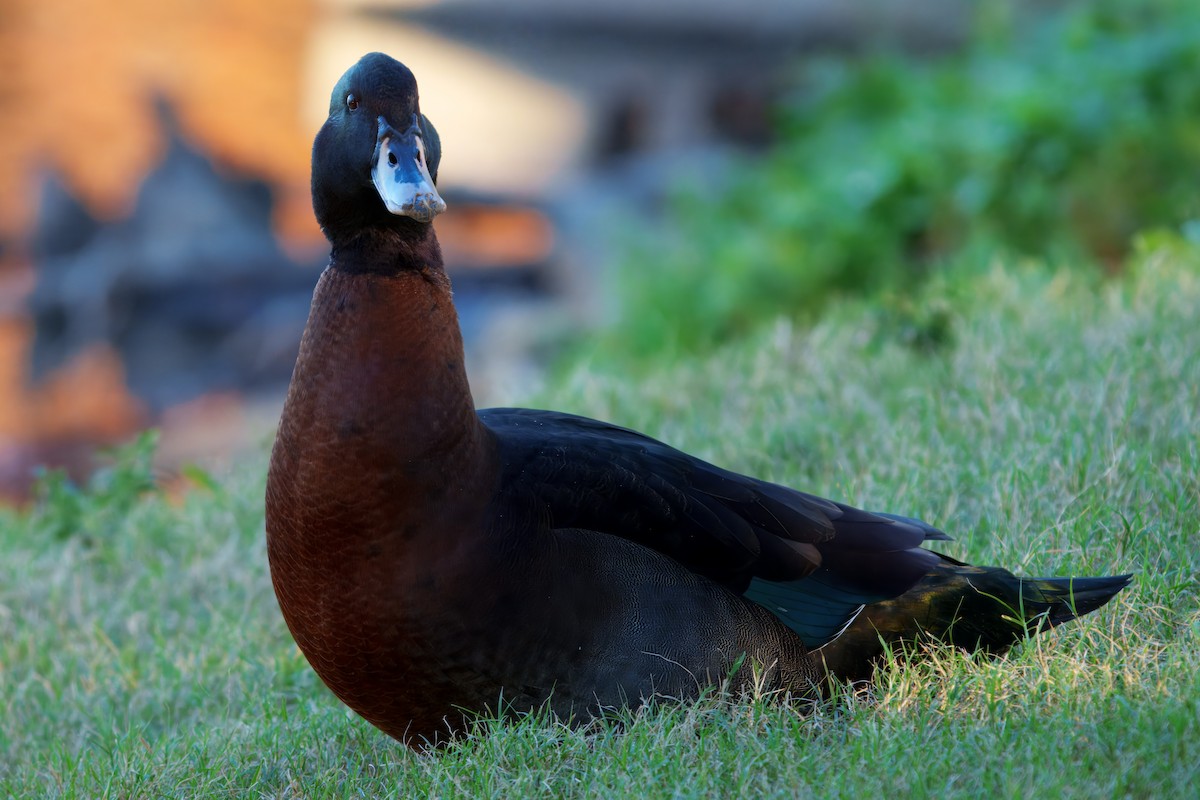 ML627751216 - Muscovy Duck x Mallard (hybrid) - Macaulay Library