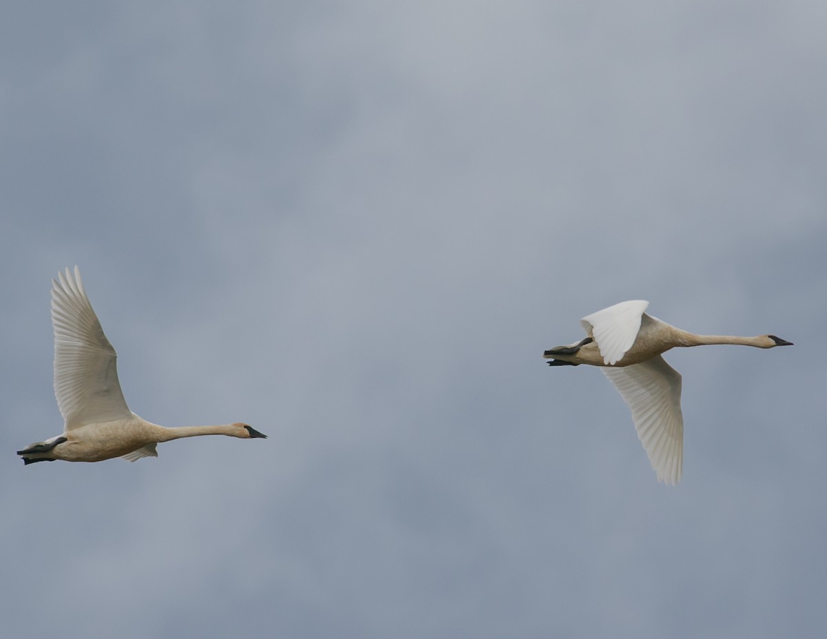 eBird Checklist - 19 Dec 2024 - Sauvie Island--Rentenaar Rd. - 40 species