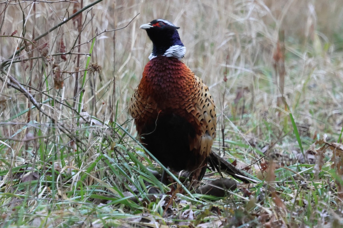 eBird Checklist - 19 Dec 2024 - Shenango Reservoir--Golden Run - 9 species
