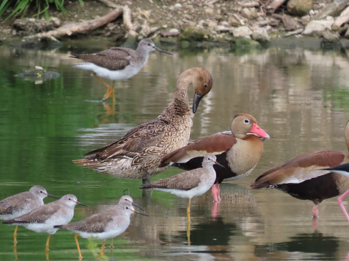 eBird Checklist - 19 Dec 2024 - Wetlands East To Curacao Airport (Shoot ...