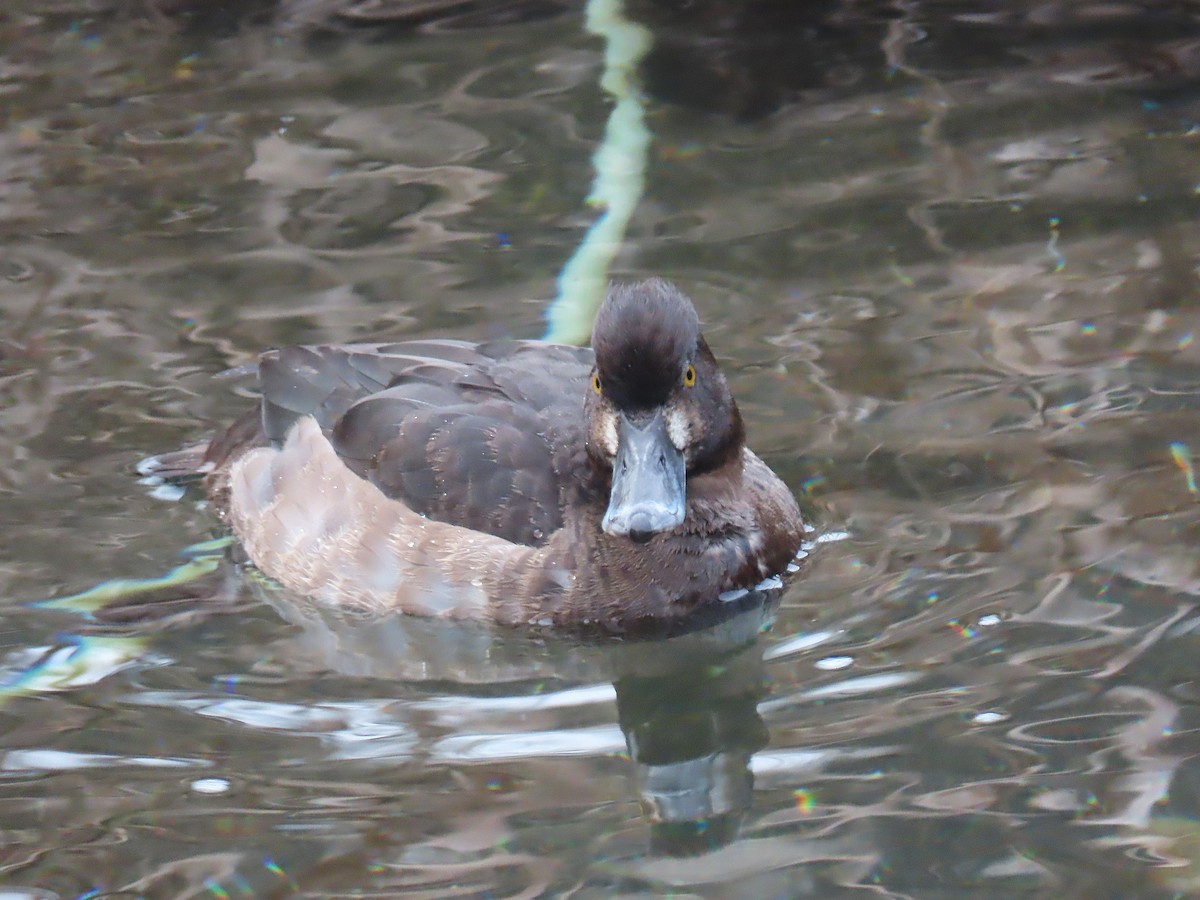 ML627759635 - Tufted Duck - Macaulay Library