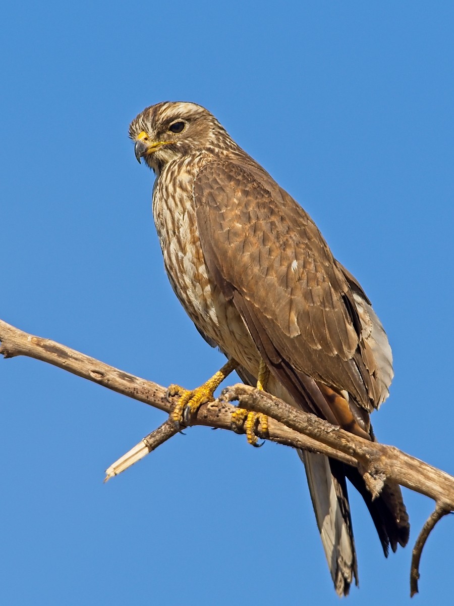 ML627762046 - Gray-faced Buzzard - Macaulay Library
