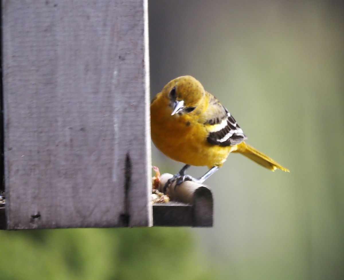 Pennsylvania Bird Atlas Checklist - 19 Dec 2024 - Spring Valley Road ...