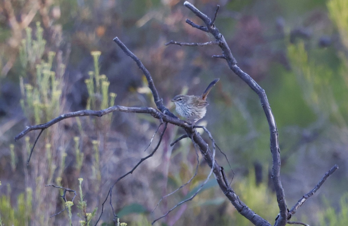 eBird Checklist - 20 Dec 2024 - Andrew Lane, Ascot - 19 species