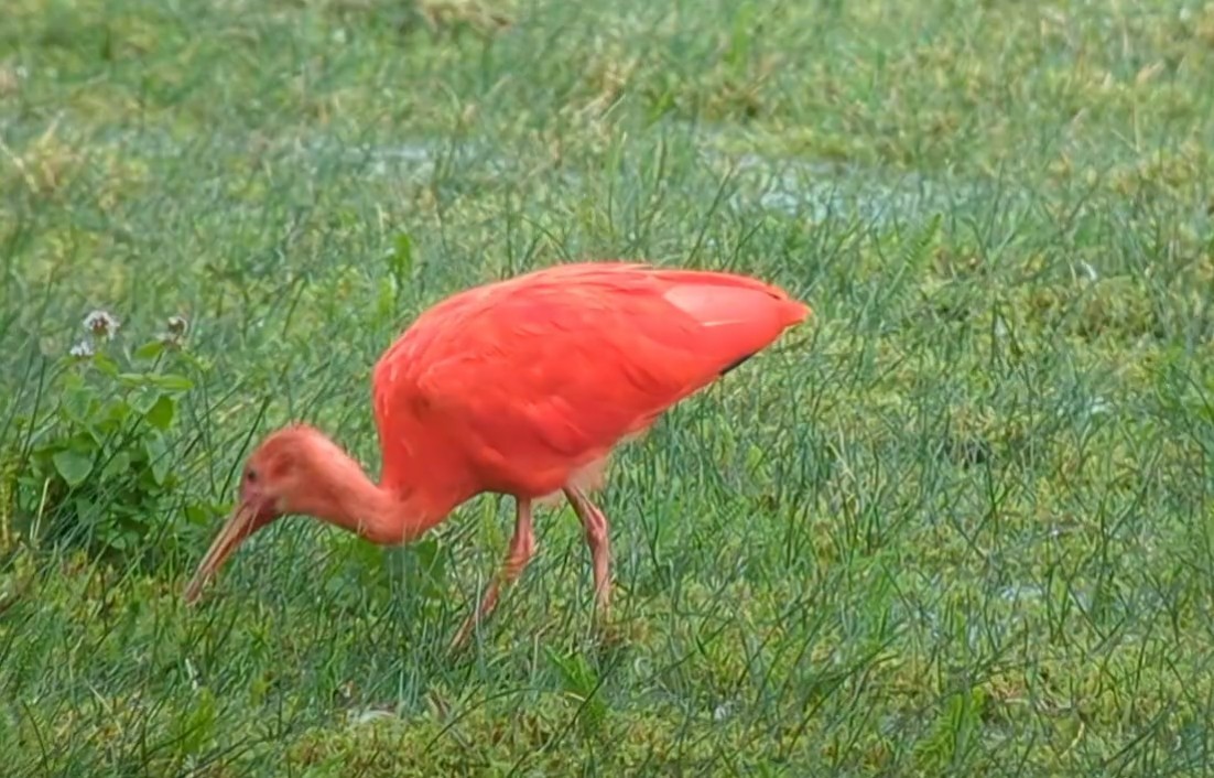 eBird Checklist - 10 Sep 2024 - Stodmarsh NNR - 56 species