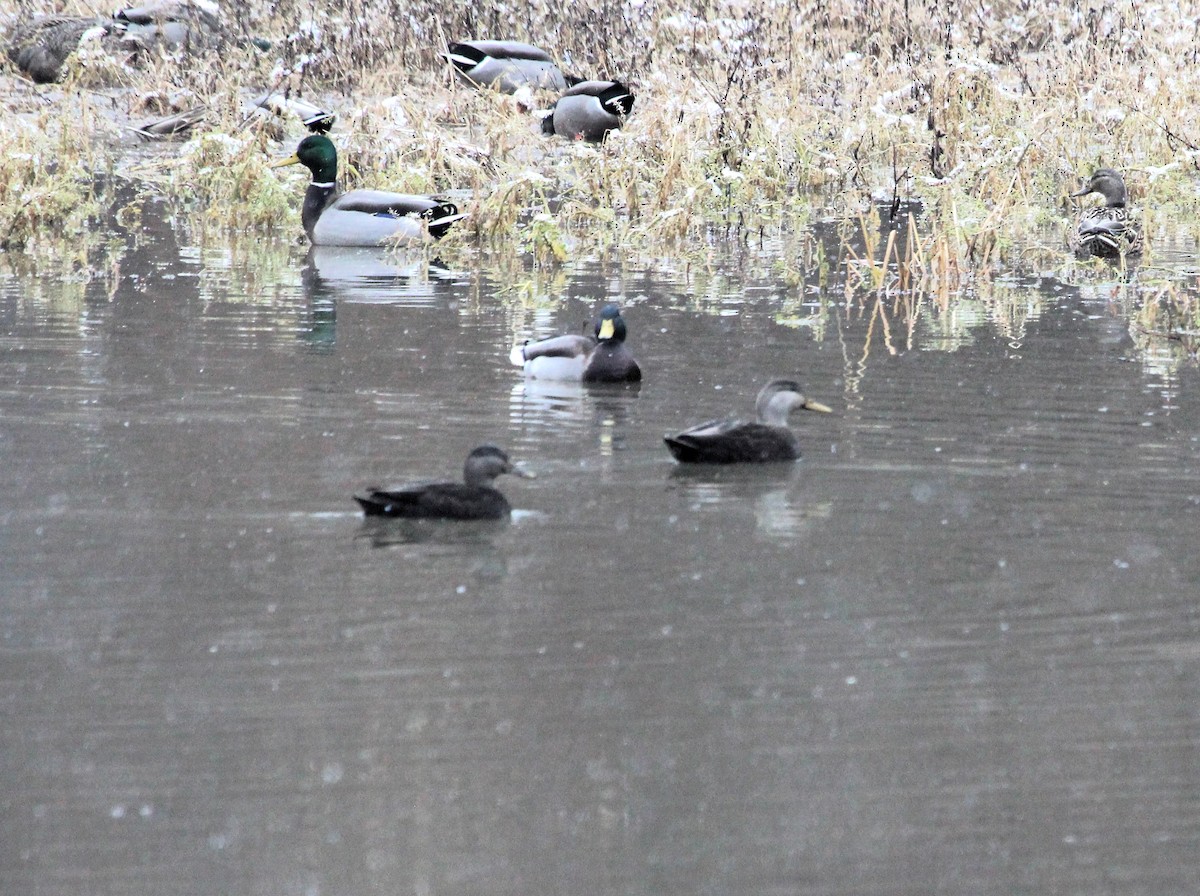 Pennsylvania Bird Atlas Checklist - 20 Dec 2024 - PennDot Wetlands - 7 species