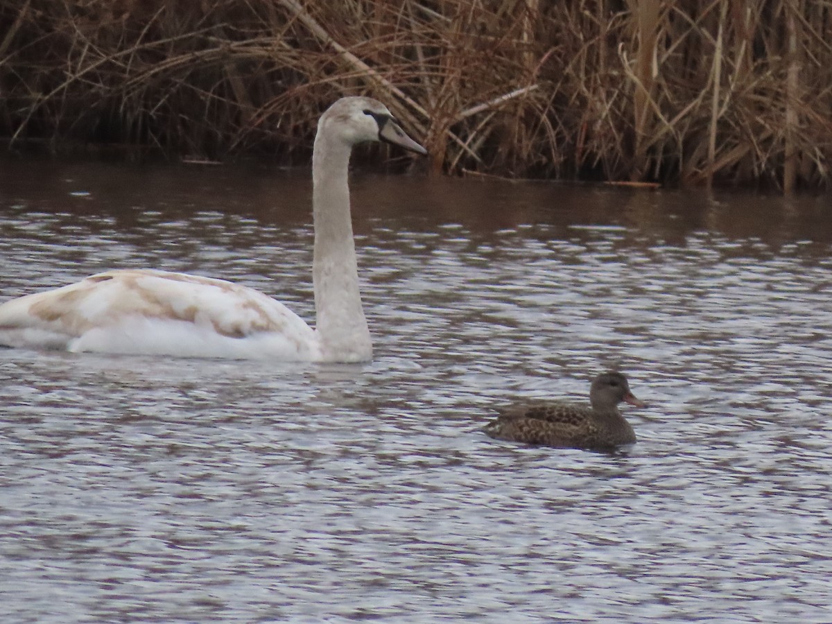 eBird Checklist - 20 Dec 2024 - Daniel Webster Wildlife Sanctuary (Mass ...