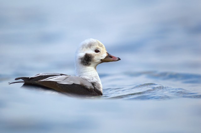 eBirding on Christmas Bird Counts - eBird Canada
