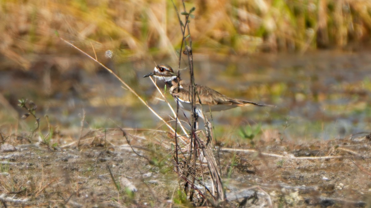 eBird Checklist - 20 Dec 2024 - North Jupiter Flatwoods Natural Area ...
