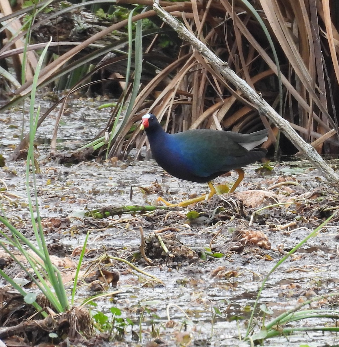 eBird Checklist - 20 Dec 2024 - Florida, Lake, Griffin View Drive, Lady ...