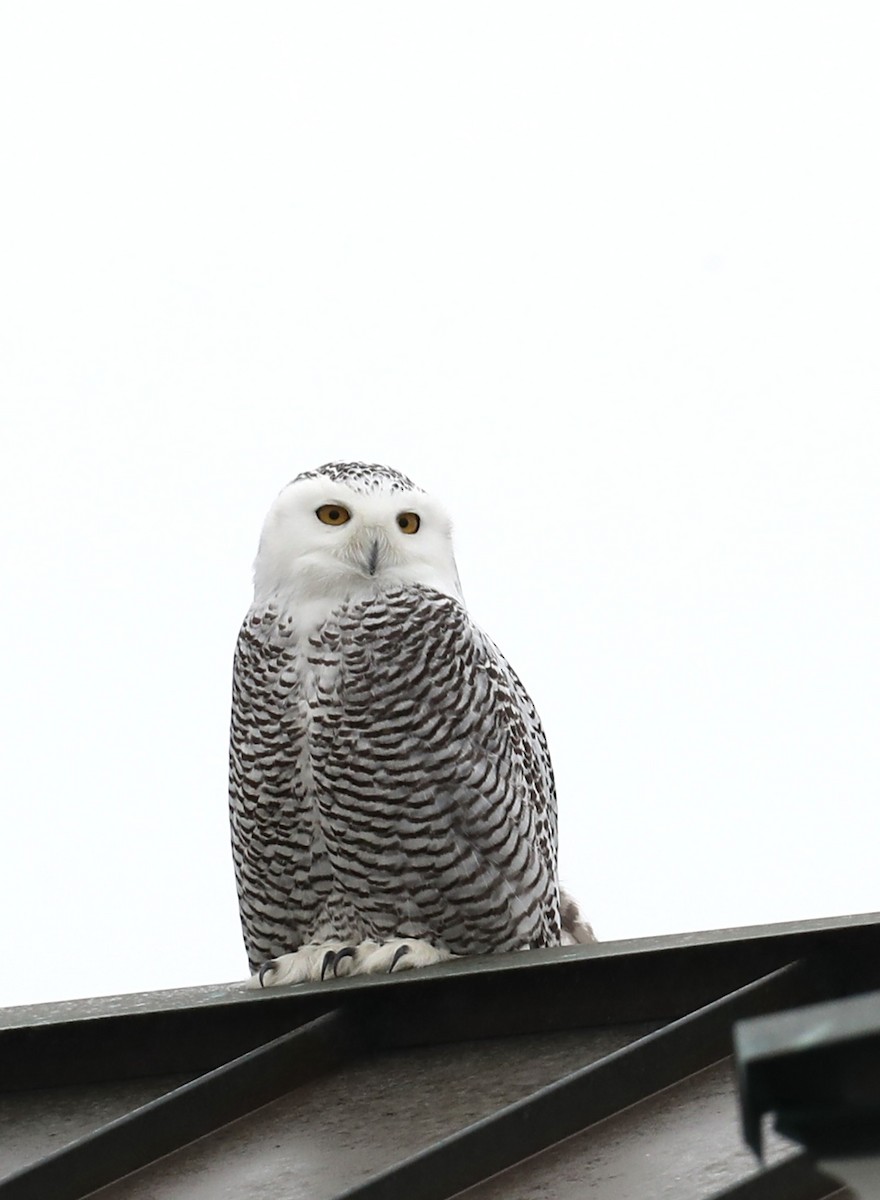 eBird Checklist - 20 Dec 2024 - Strathmere & Whale Beach (general area ...