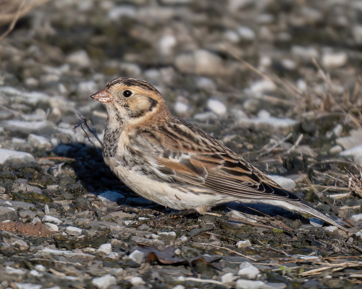 eBird Checklist - 20 Dec 2024 - 35671, Tanner US-AL (34.6267,-86.9363 ...
