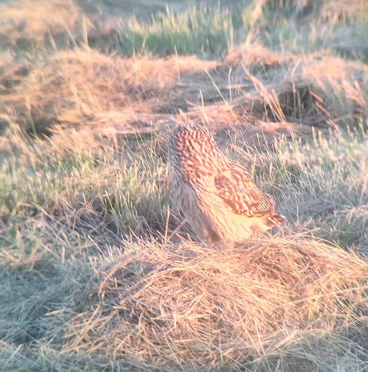 eBird Checklist - 20 Dec 2024 - Anahuac NWR--Yellow Rail Prairie - 3 species