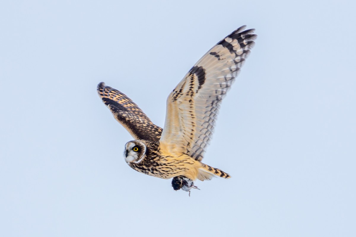 eBird Checklist - 20 Dec 2024 - Keystone Woods WMA - 1 species