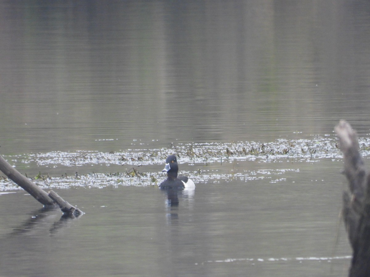 eBird Checklist - 19 Dec 2024 - Merced River--Lake McClure Rd. below ...