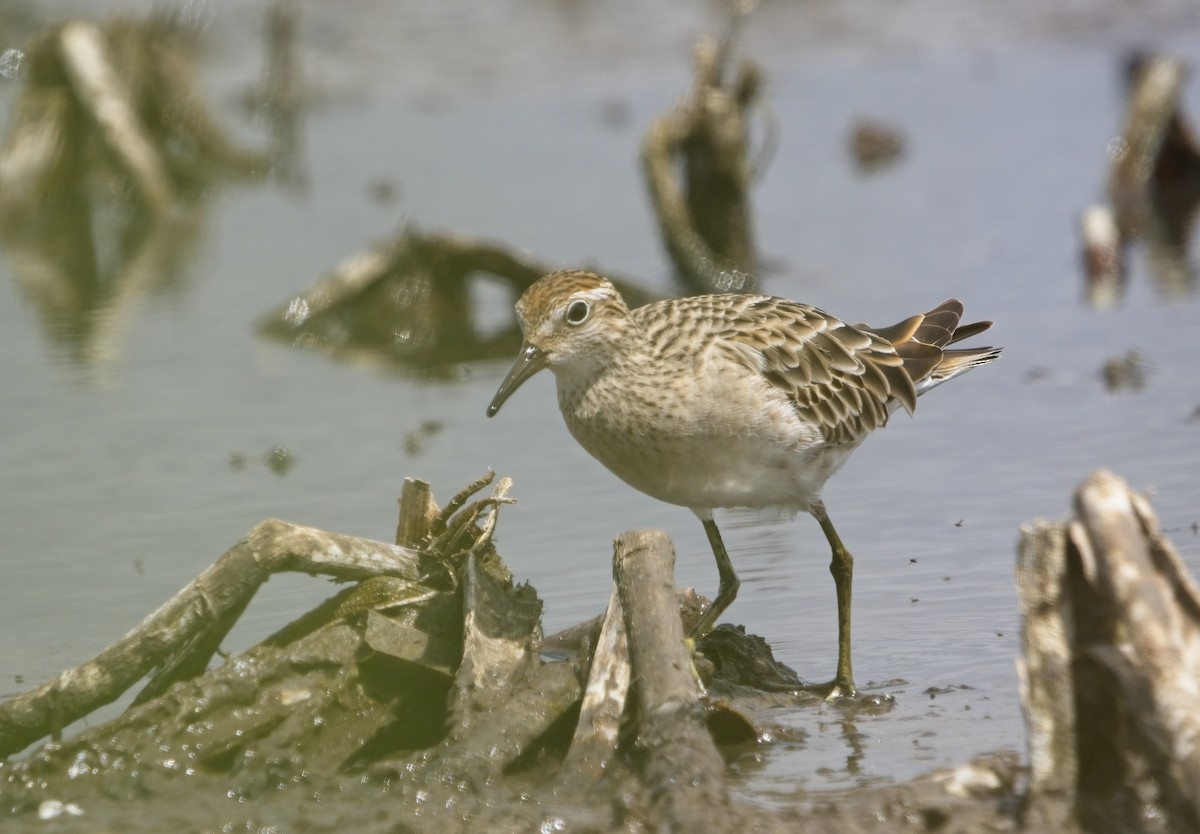 eBird Checklist - 21 Dec 2024 - Western Treatment Plant--T Section ...
