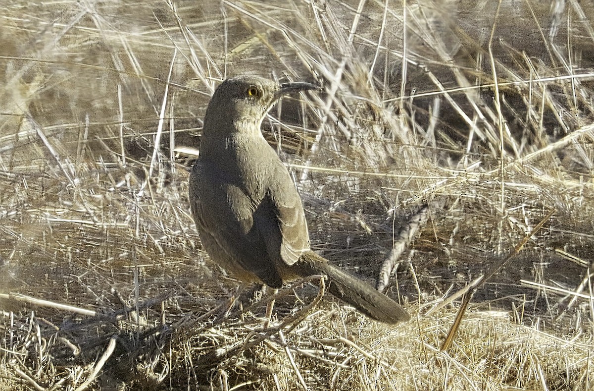 eBird Checklist - 20 Dec 2024 - San Jacinto Wildlife Area - 17 species