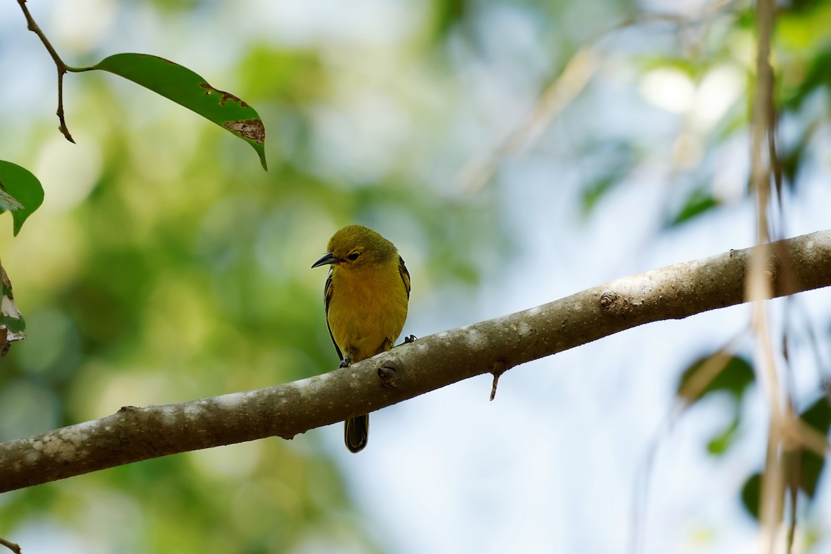 ML627809300 - Common Iora - Macaulay Library