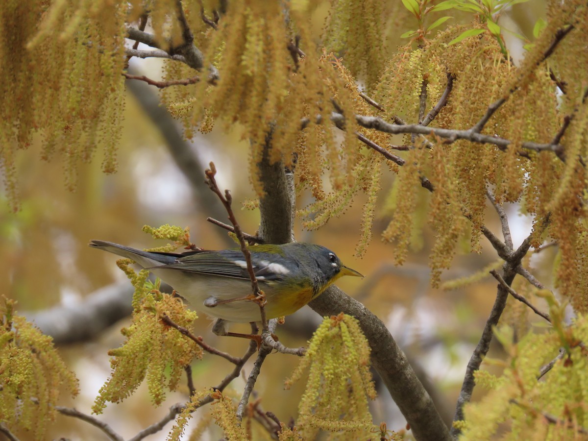 eBird Checklist - 29 Feb 2024 - Roosevelt wetlands - 1 species