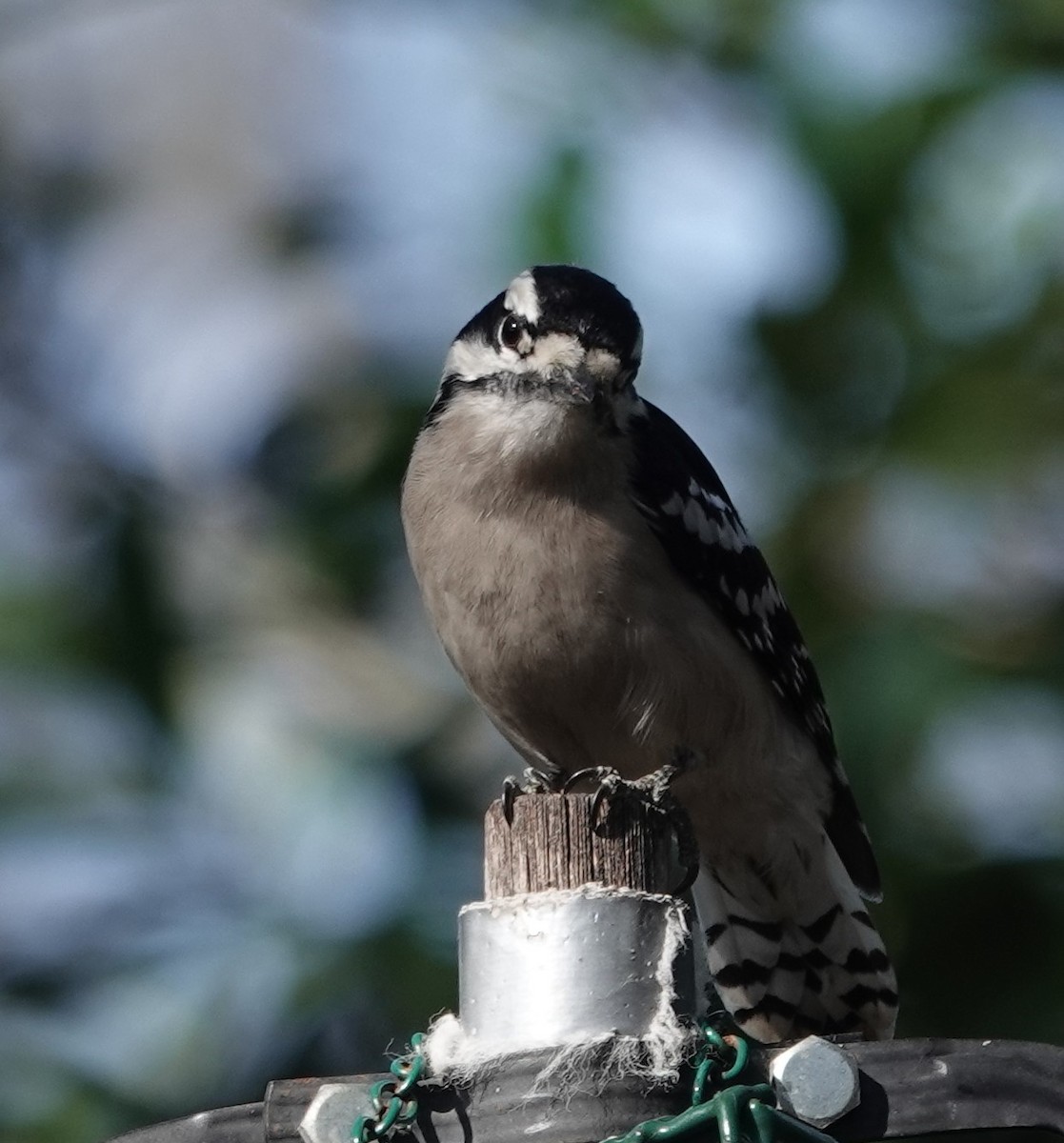 eBird Checklist - 21 Dec 2024 - My Backyard - 16 species