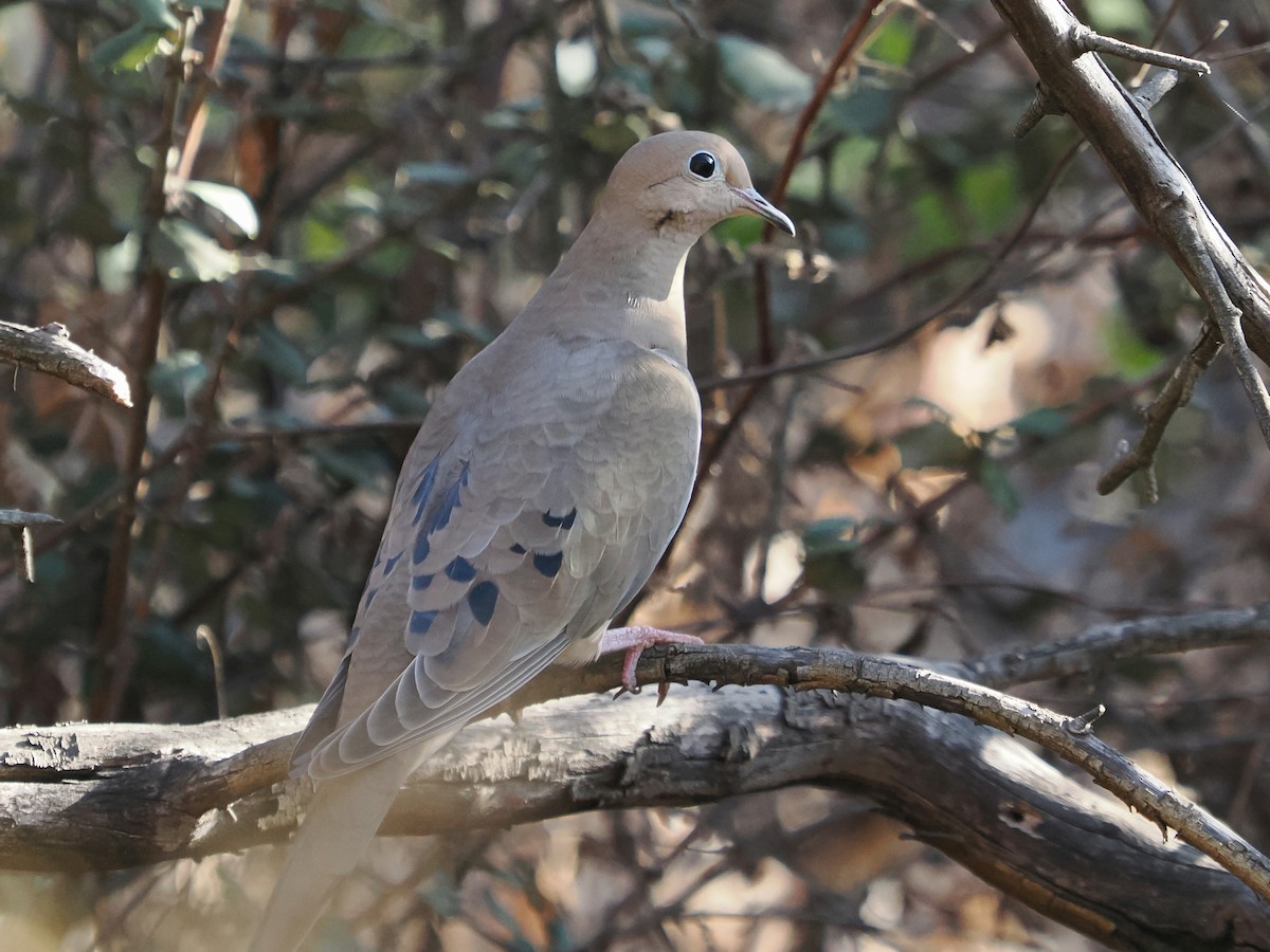 eBird Checklist - 20 Dec 2024 - Rubio Canyon - 20 species