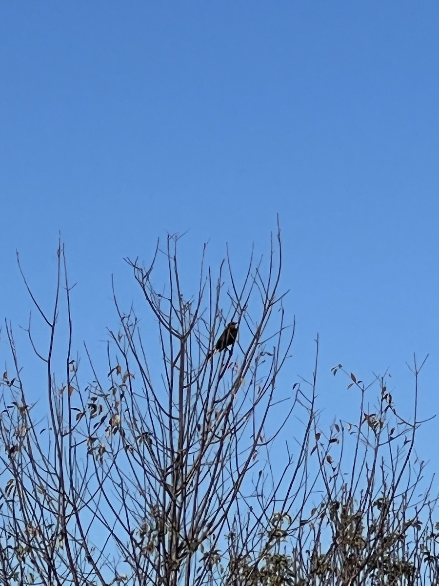 eBird Checklist - 21 Dec 2024 - Phinizy Swamp Nature Park - 57 species ...