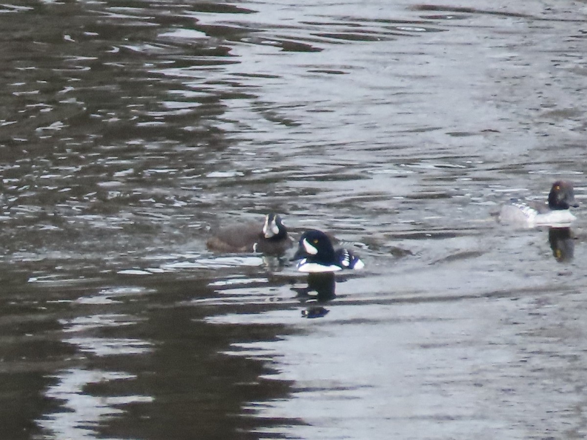 eBird Checklist - 21 Dec 2024 - Connecticut River--North End of River ...