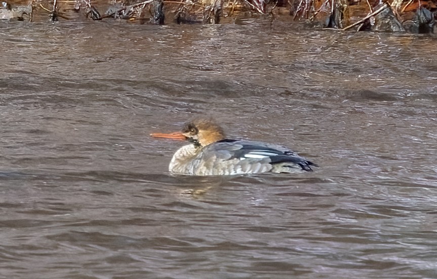 Pennsylvania Bird Atlas Checklist - 21 Dec 2024 - Leaser Lake - 10 species