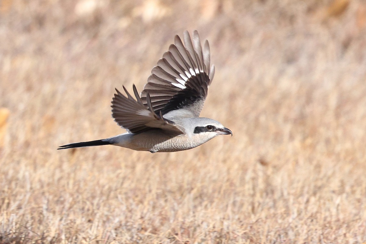 ML627830325 - Northern Shrike - Macaulay Library