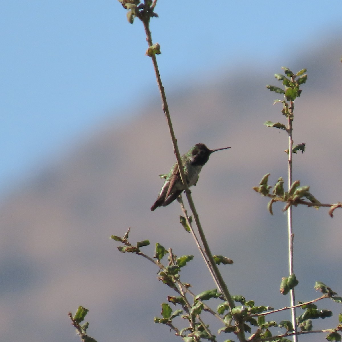 eBird Checklist - 21 Dec 2024 - Riley Wilderness Park - 6 species (+1 ...