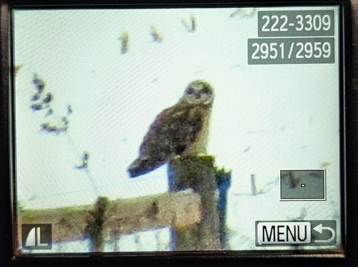 eBird Checklist - 21 Dec 2024 - County Road JJ, Augusta - 2 species