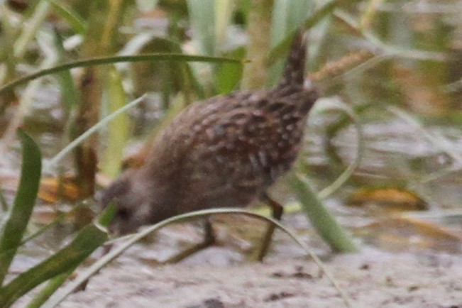 eBird Checklist - 22 Dec 2024 - Northern Memorial Park - 45 species