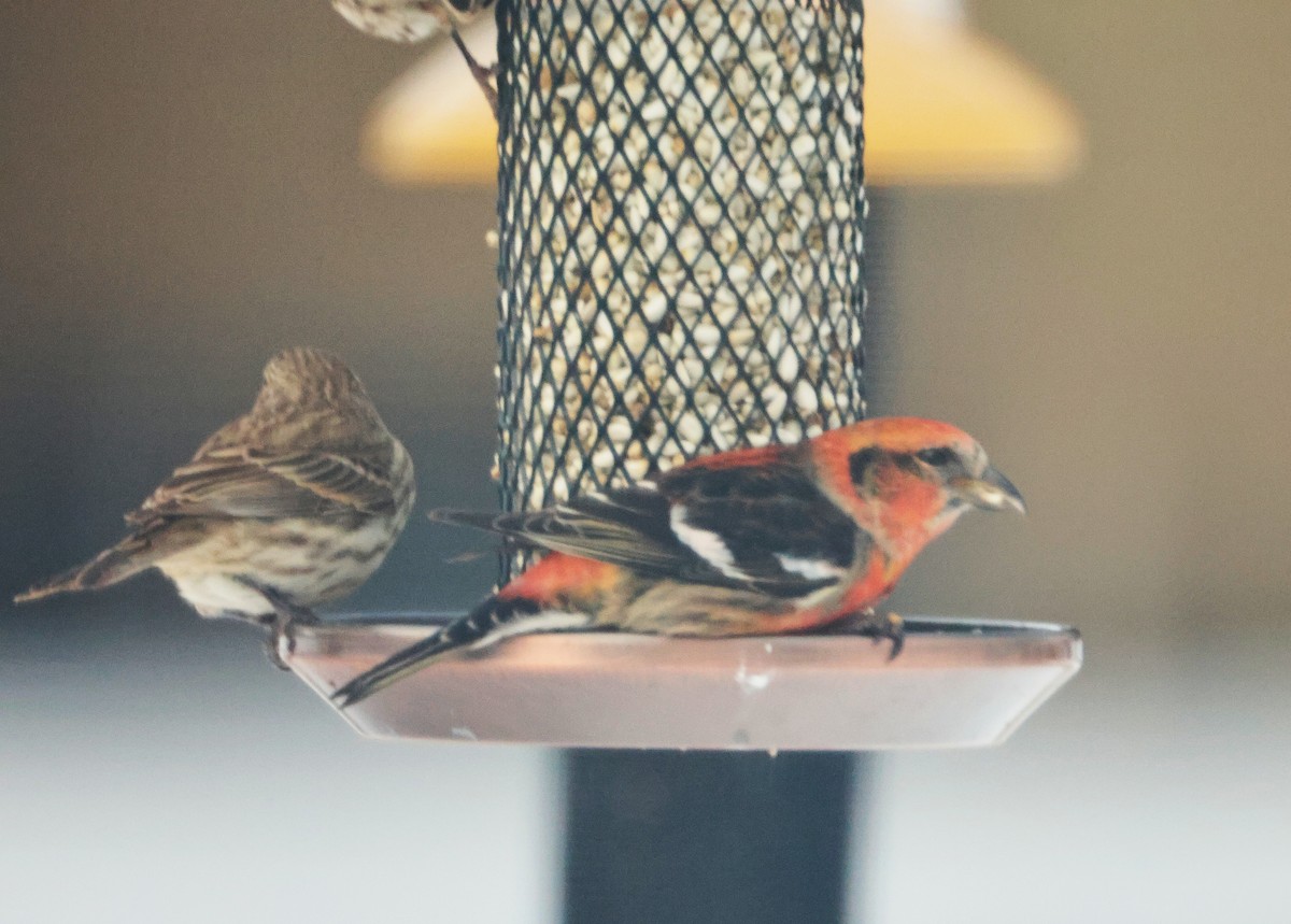 eBird Checklist - 22 Dec 2024 - W160S7266 Daisy Dr, Muskego US-WI 42. ...