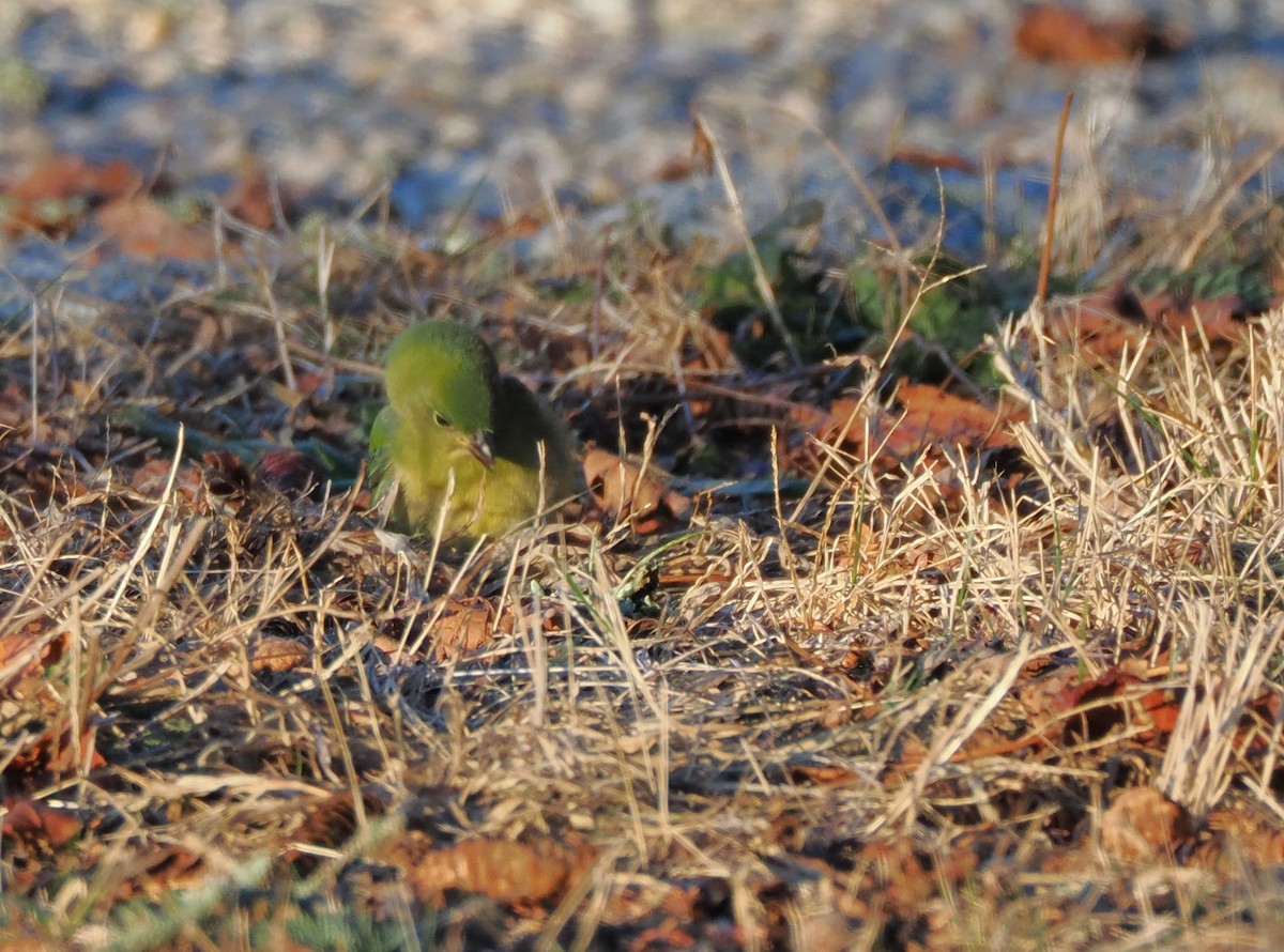 eBird Checklist - 22 Dec 2024 - Avondale Farm, Westerly US-RI (41.3280 ...