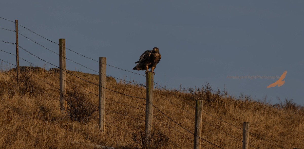 eBird Checklist - 20 Dec 2024 - Grand Valley Road (between Township Rd ...