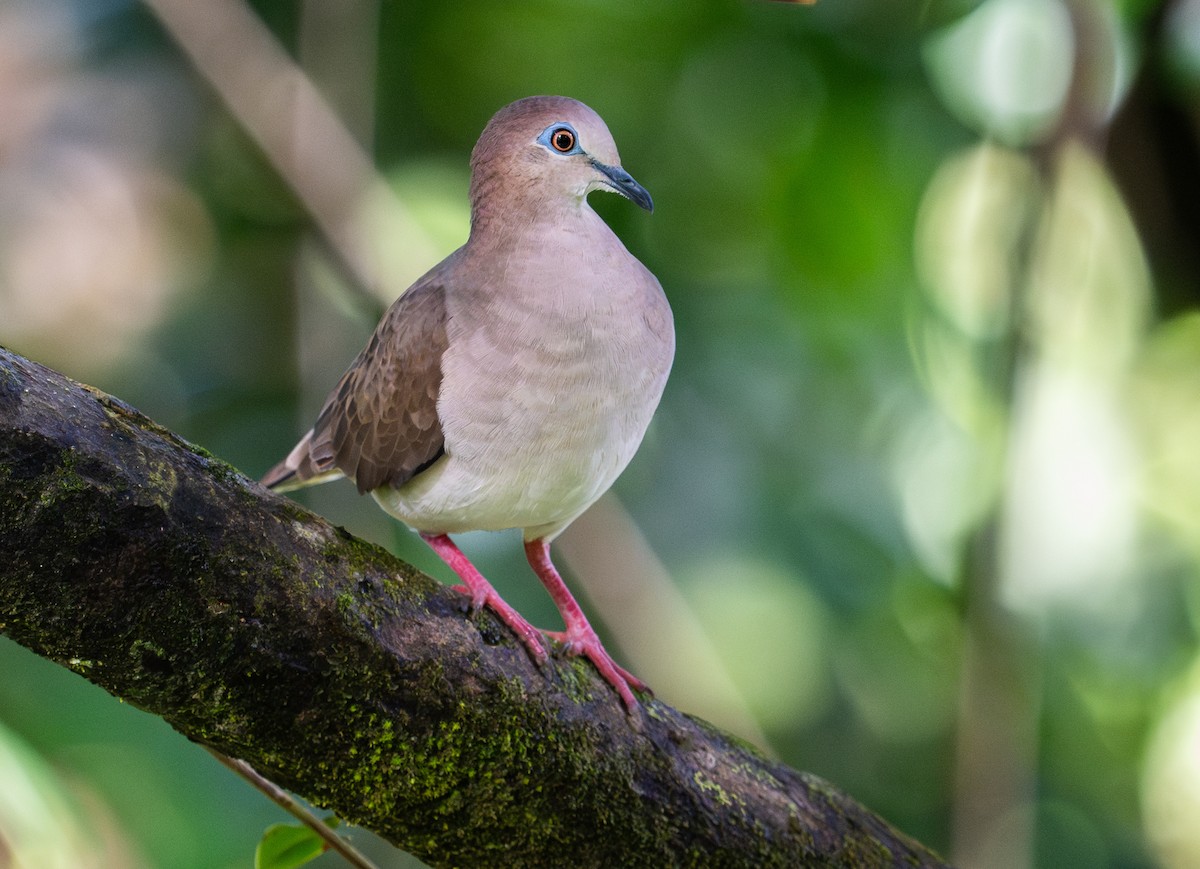 eBird Checklist - 7 Nov 2024 - Tobago Forest Reserve - 31 species