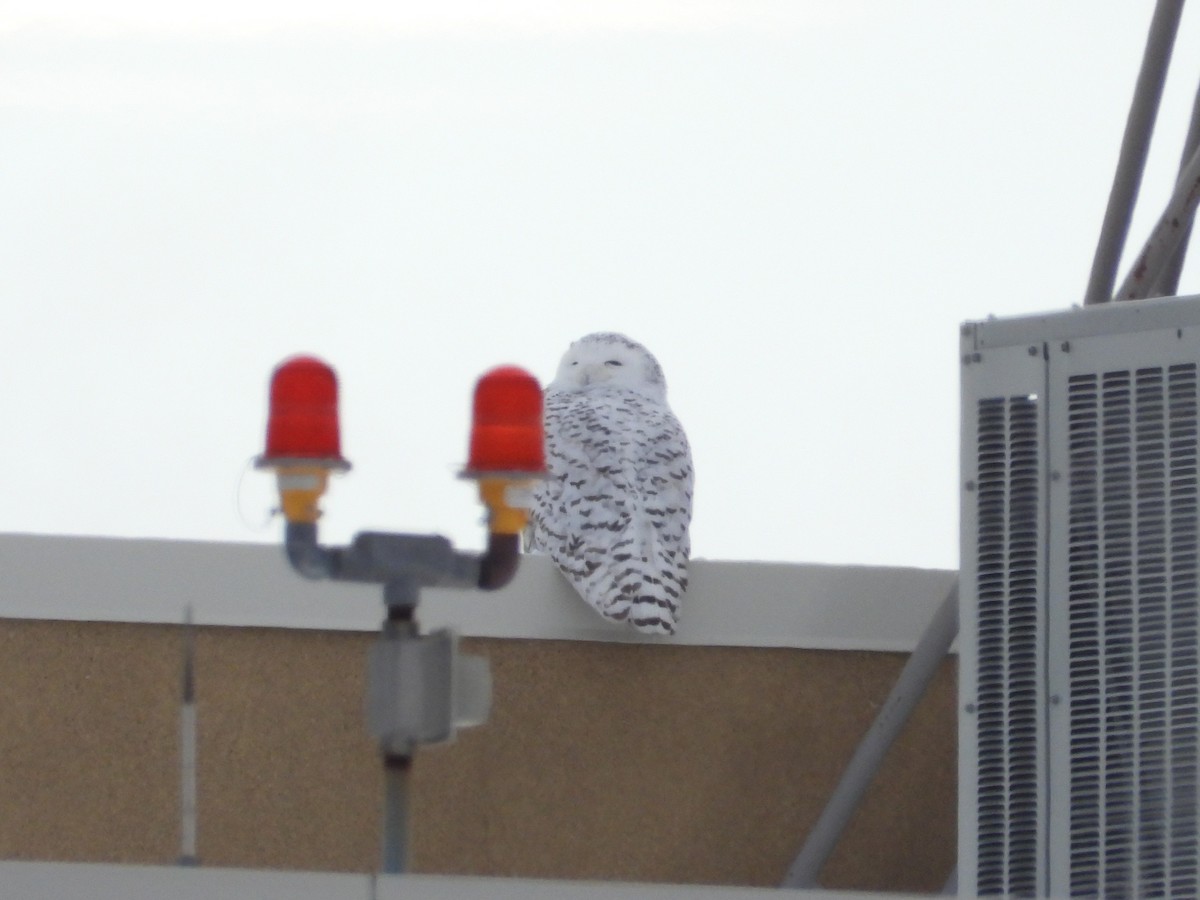 eBird Checklist - 21 Dec 2024 - MSP Aircraft Viewing Area, Cargo Rd - 1 ...