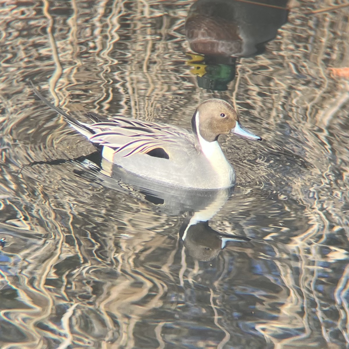 eBird Checklist - 22 Dec 2024 - Flushing Meadows Corona Park--Meadow ...