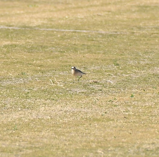 eBird Checklist - 22 Dec 2024 - Evergreen Turf Sod Farm--Tweedy/Pretzer ...
